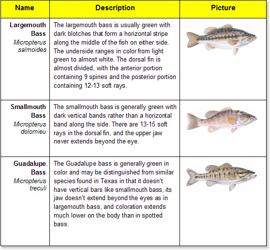 9. Creating and Formatting Tables - Word 2016 In Depth [Book]