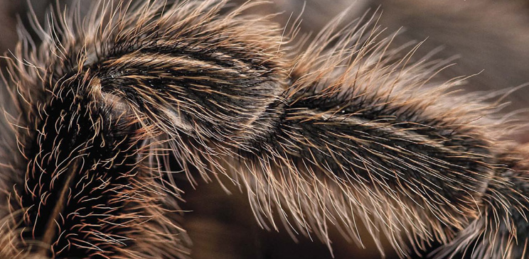 Chapter 1: Introduction - Close-Up and Macro Photography [Book]