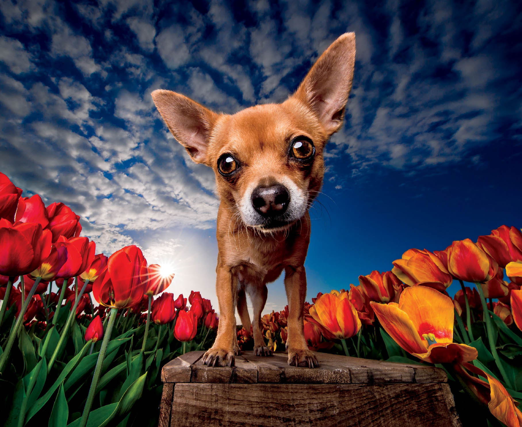 Dogtography - Dogtography [Book]