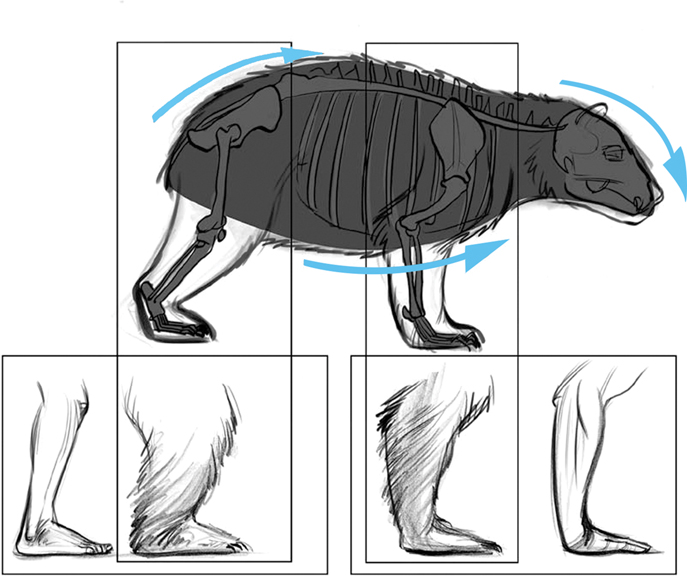 Chapter 2: Plantigrades - Force: Animal Drawing, 2nd Edition [Book]