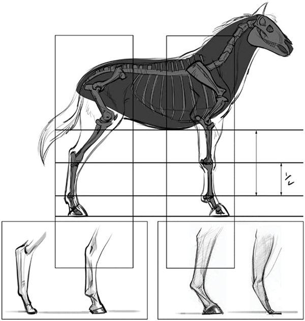 Chapter 4: Unguligrades - Force: Animal Drawing, 2nd Edition [Book]